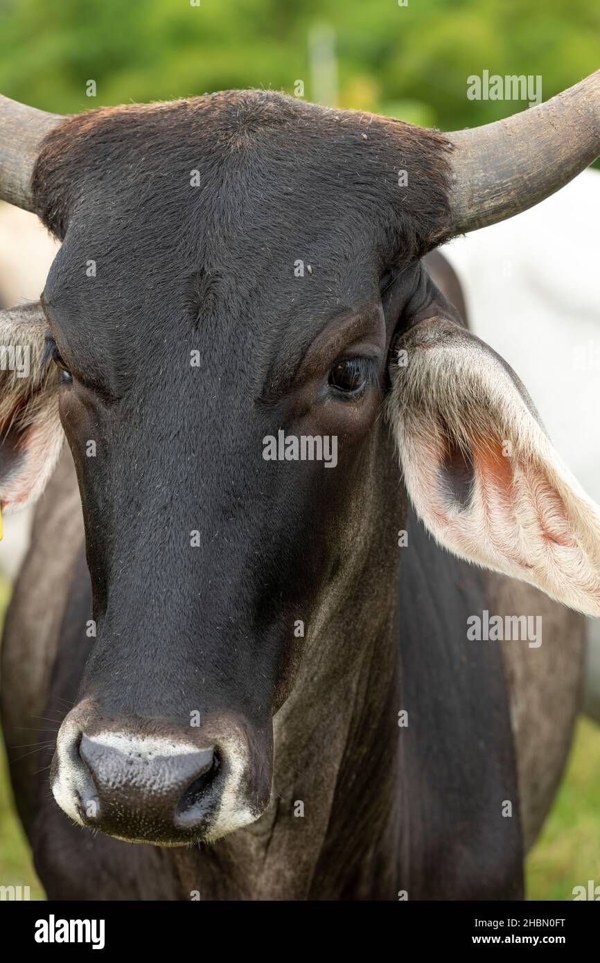 Black & white Brahman Beef cattle standing by a fence, looking at the ...