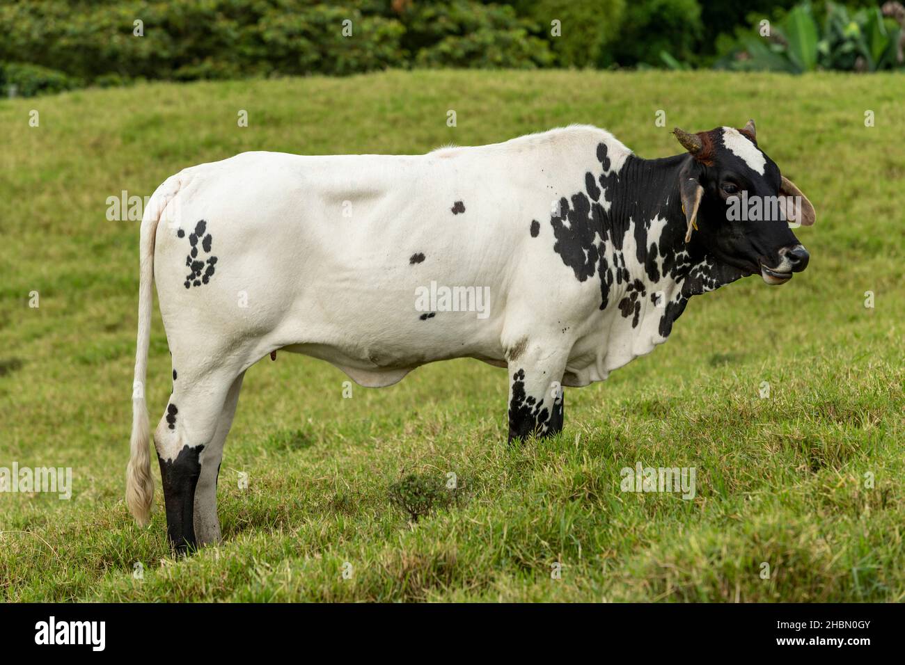 Black & white Brahman Beef cattle standing by a fence, looking at the ...