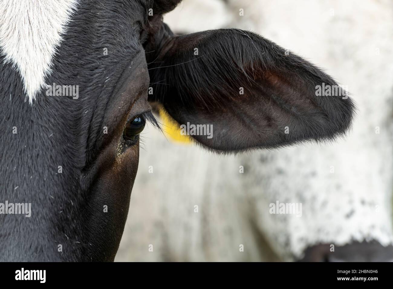Black & white Brahman Beef cattle standing by a fence, looking at the ...