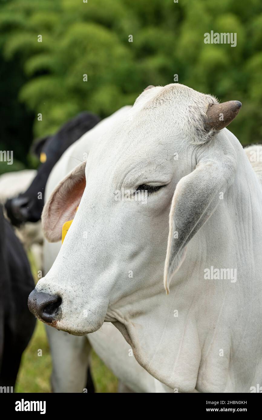 White Brahman Beef cattle standing by a fence, looking at the camera ...