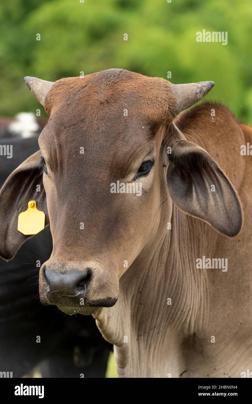 Brown Brahman Beef cattle standing by a fence, looking at the camera ...