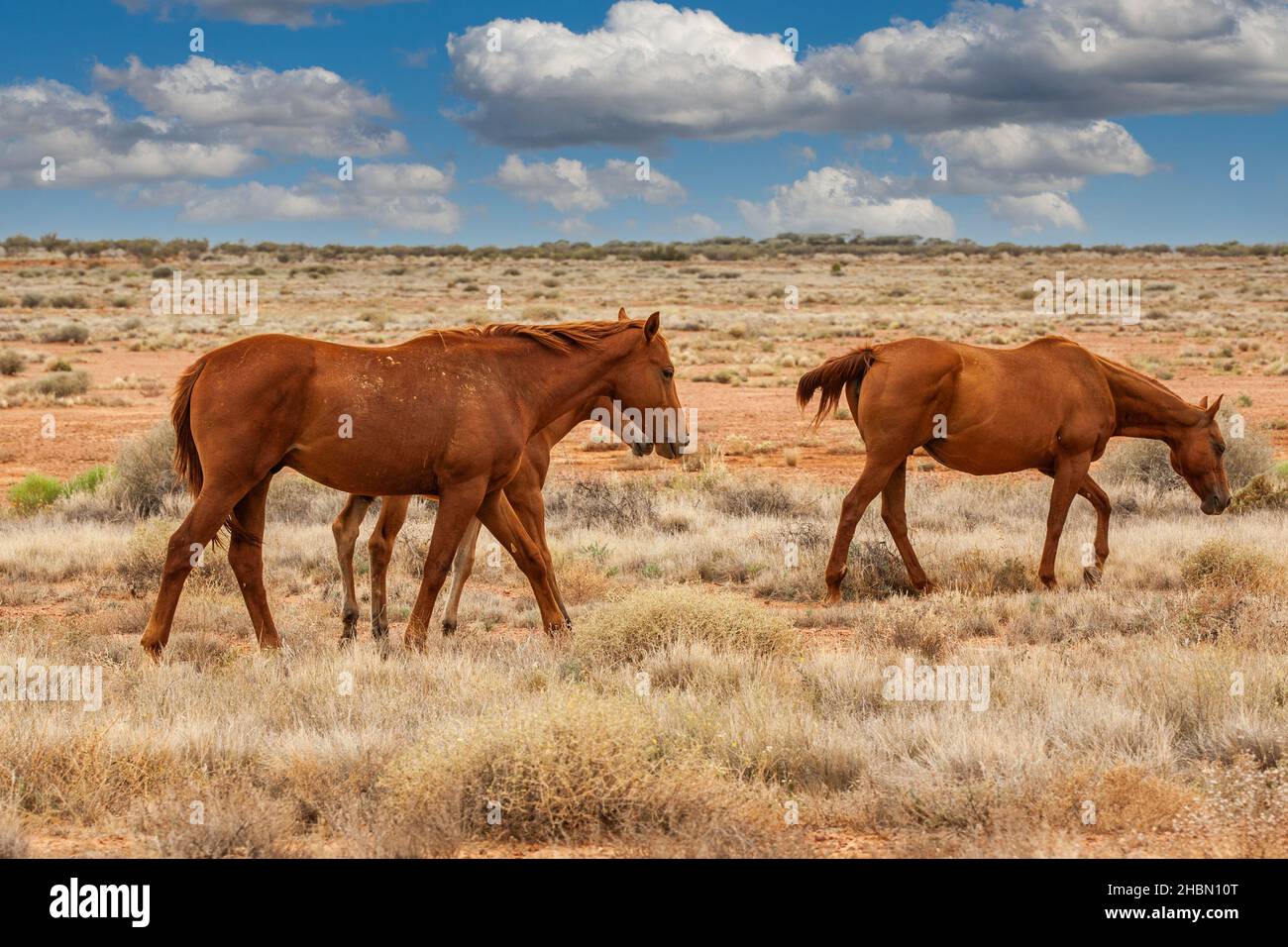 Brumby pony horse hi-res stock photography and images - Alamy