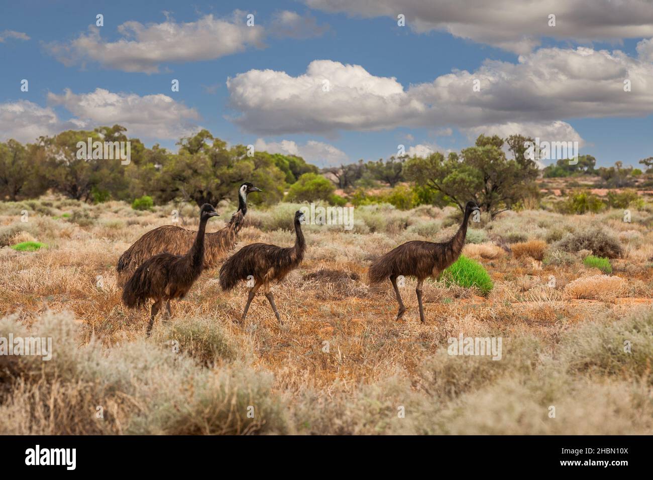 Wild emu grasses and trees australia hi-res stock photography and ...