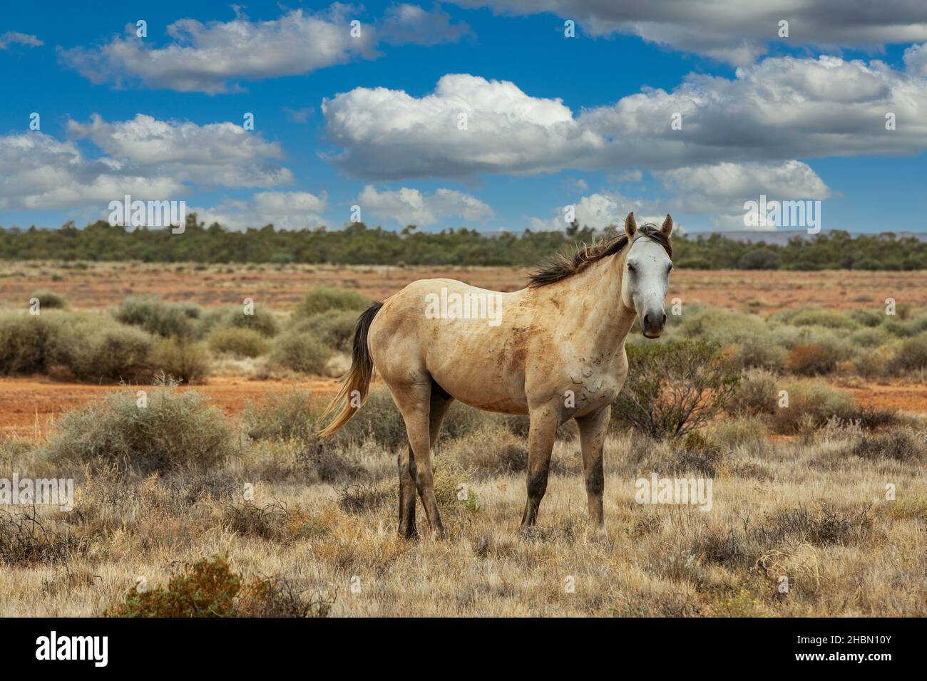 A wild horse, brumby, in the outback of the Northern Territory of ...