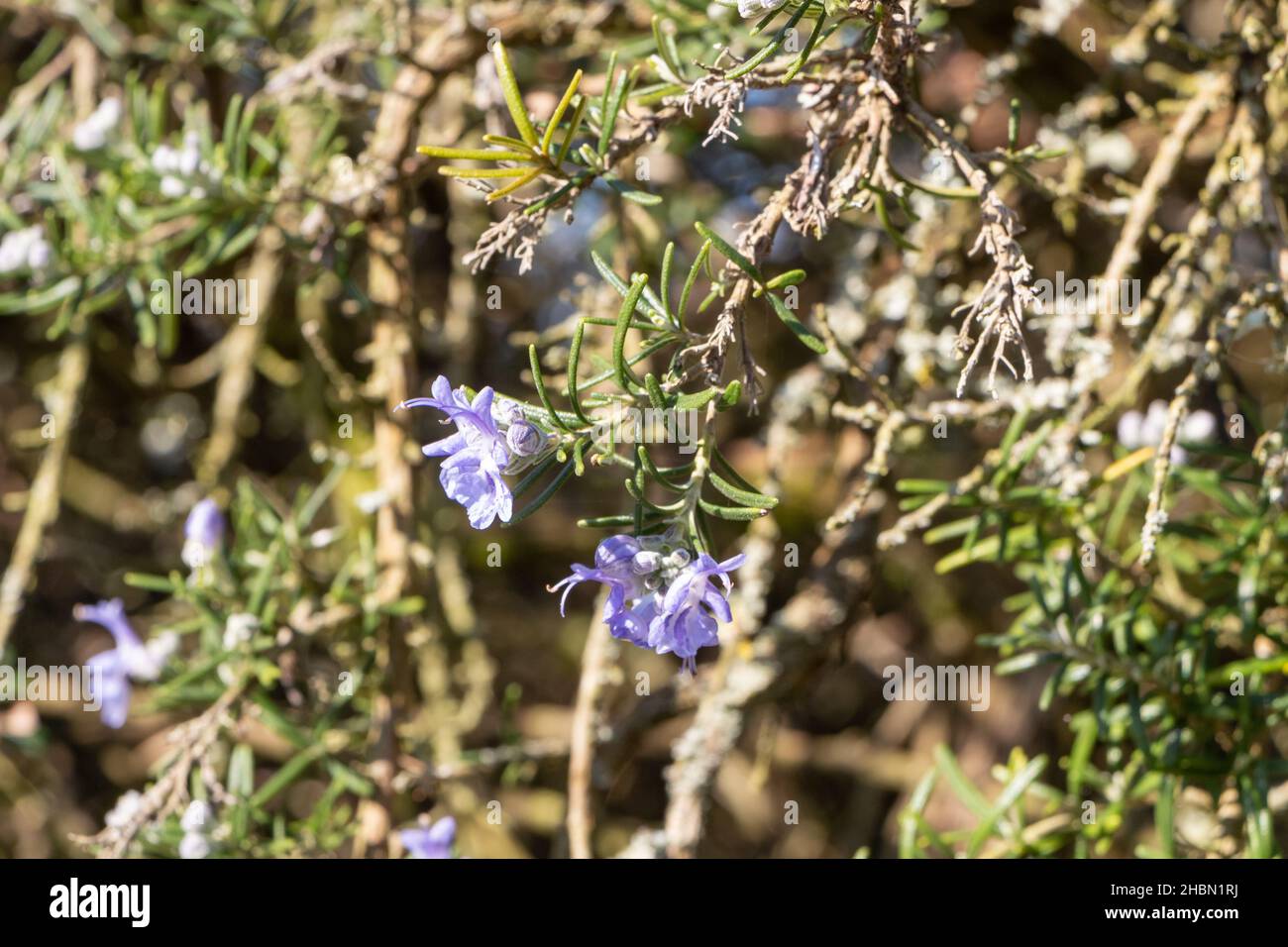 Rosemary plant with purple flowers in a garden during spring Stock ...