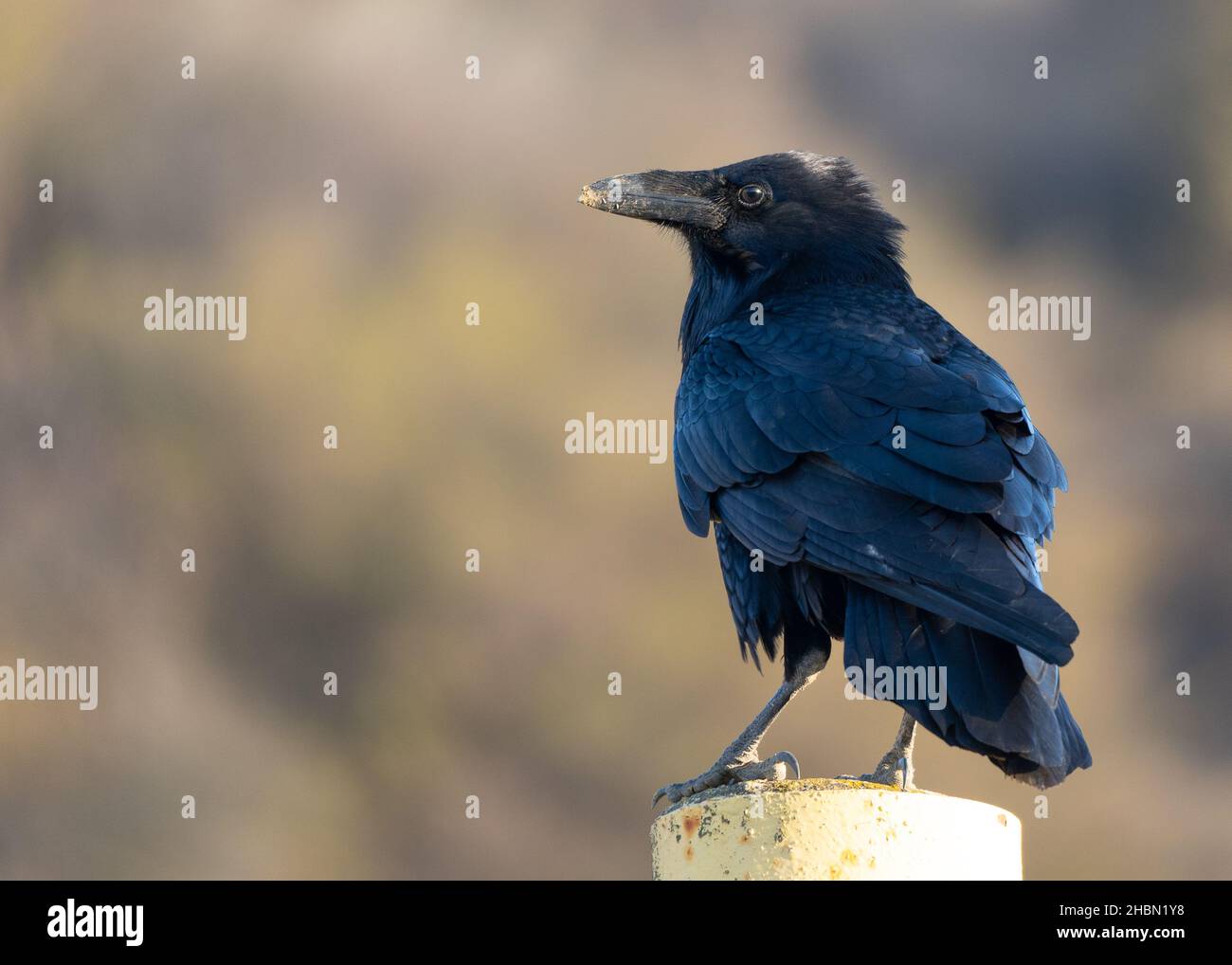Raven on pole hi-res stock photography and images - Alamy