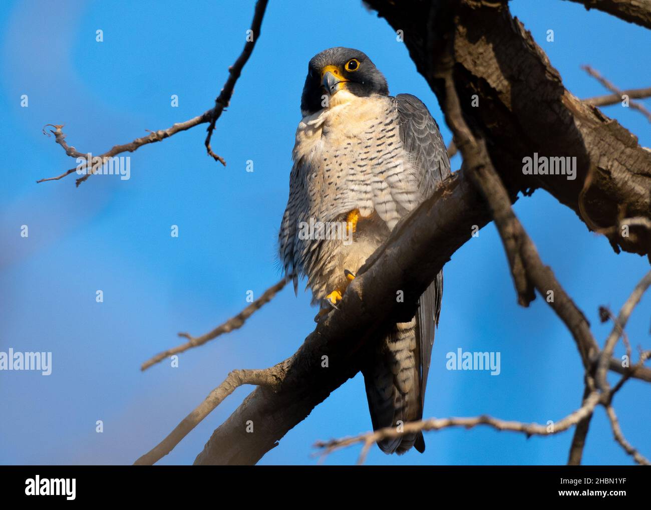 A peregrine falcon (falco peregrinus) looks into the camera from its ...