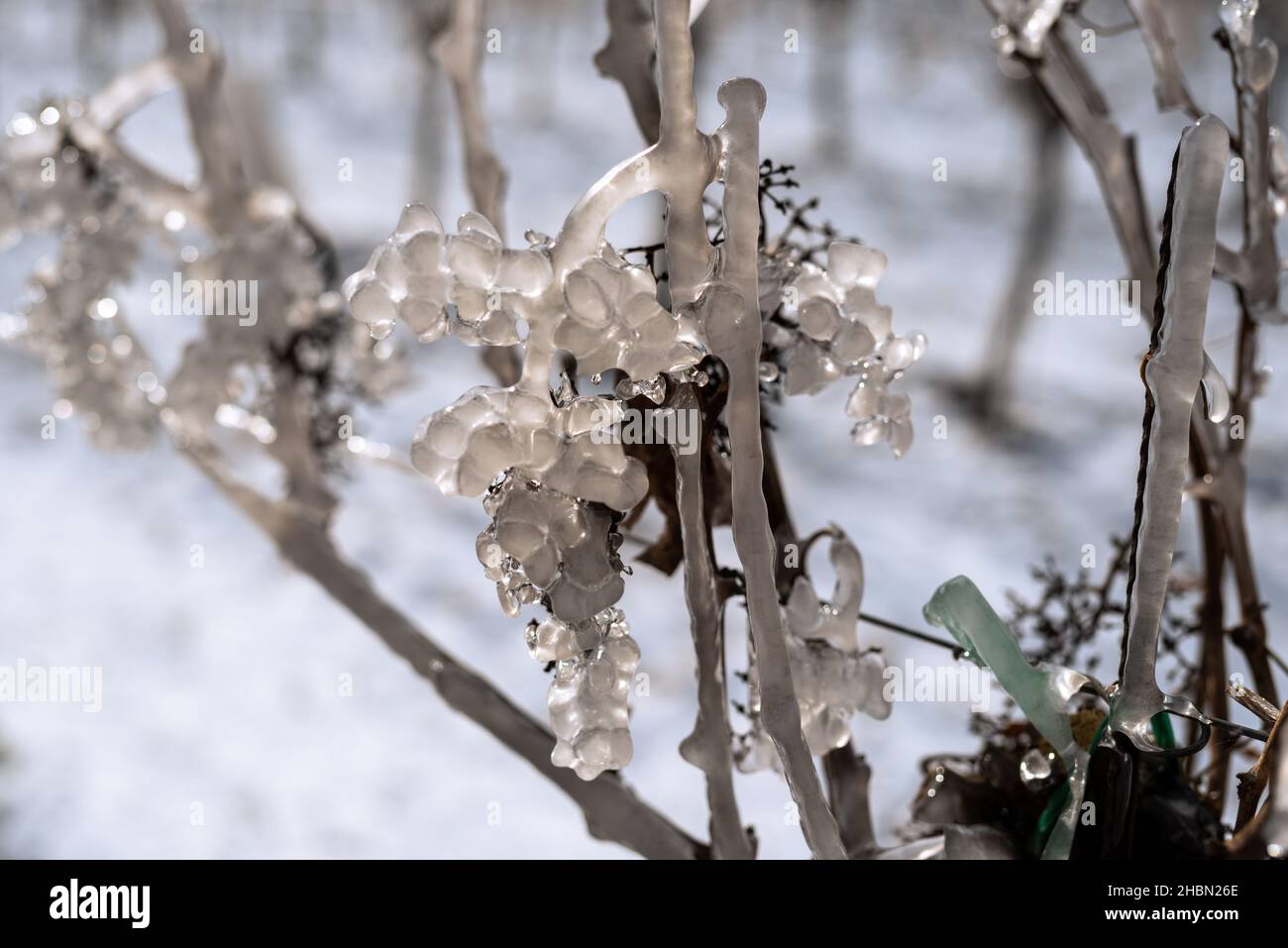 Close up of a frozen grape in sunshine. Water grape after frozen rain ...