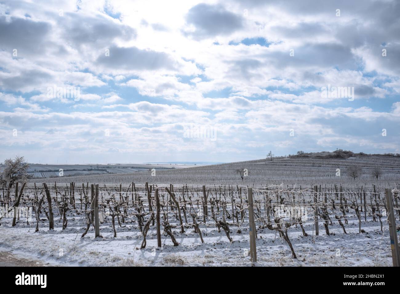 Frozen vineyard in white winter with slightly cloudy weather. Snow ...
