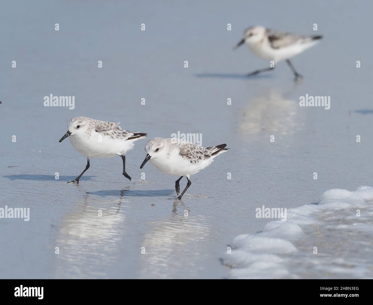 Sanderling in typical and diagnostic feeding running in and out with ...