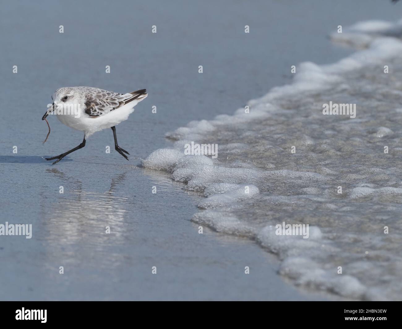 Sanderling in typical and diagnostic feeding running in and out with ...