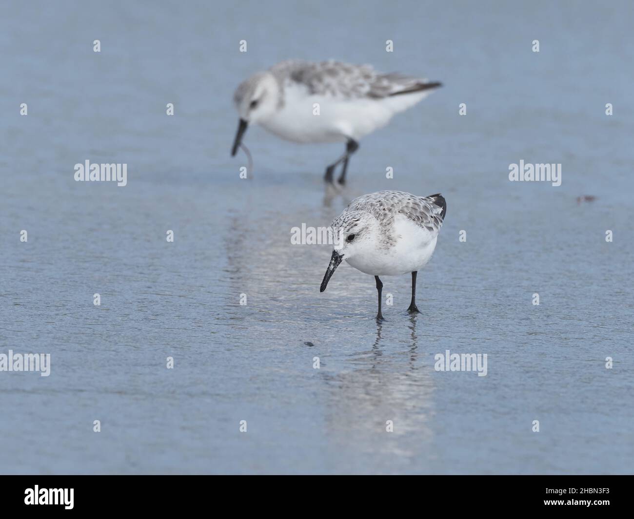 Sanderling in typical and diagnostic feeding running in and out with ...