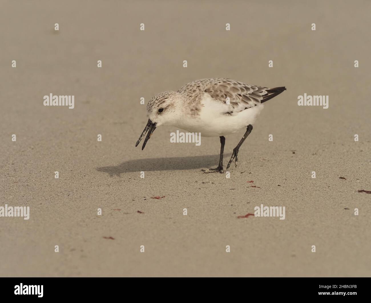 Sanderling in typical and diagnostic feeding running in and out with ...