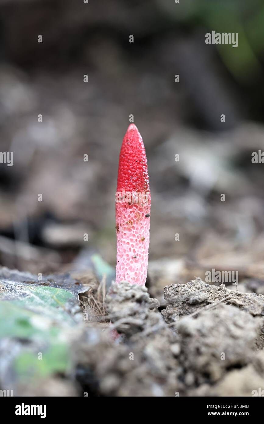 Mutinus ravenelii, known as the red stinkhorn fungus, wild mushrooms ...