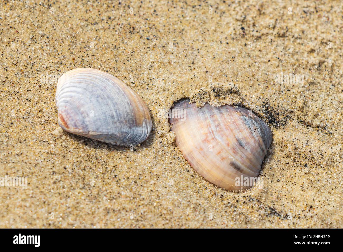 Beautiful mussels shells on the beach sand in Botafogo Beach Rio de ...
