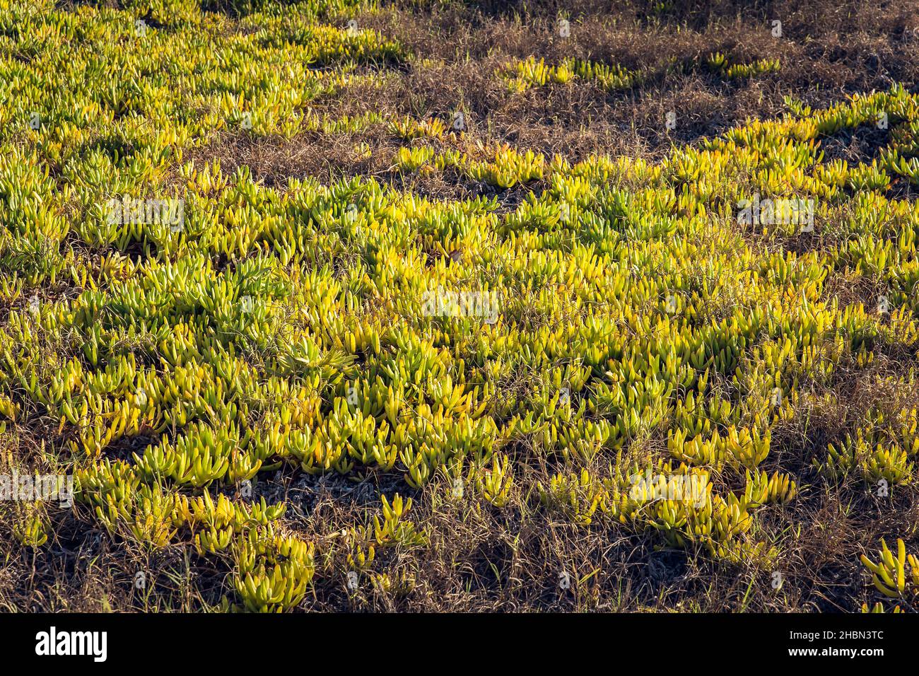 California invasive plants hi-res stock photography and images - Alamy