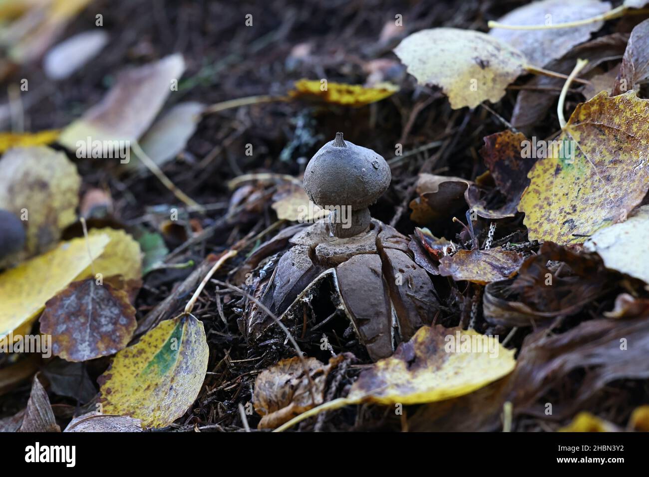 Geastrum pectinatum, known as the beaked earthstar or the beret ...