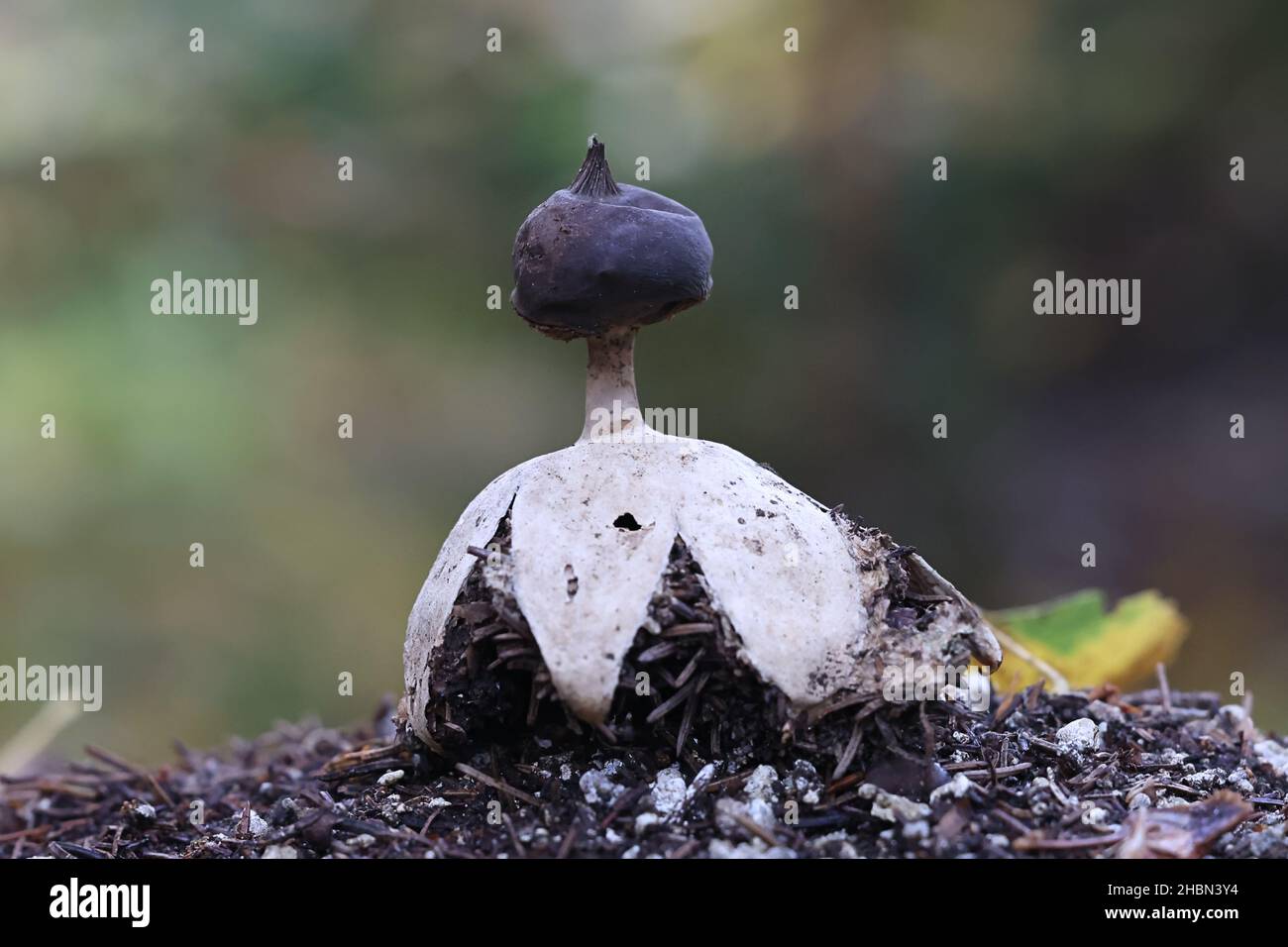 Geastrum pectinatum, known as the beaked earthstar or the beret ...