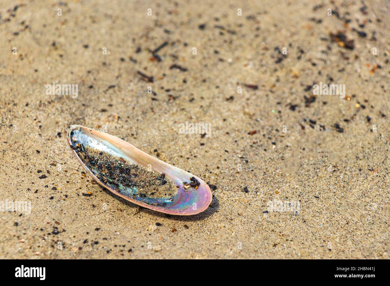 Beautiful colorful mussels shells on the beach sand in Botafogo Beach ...