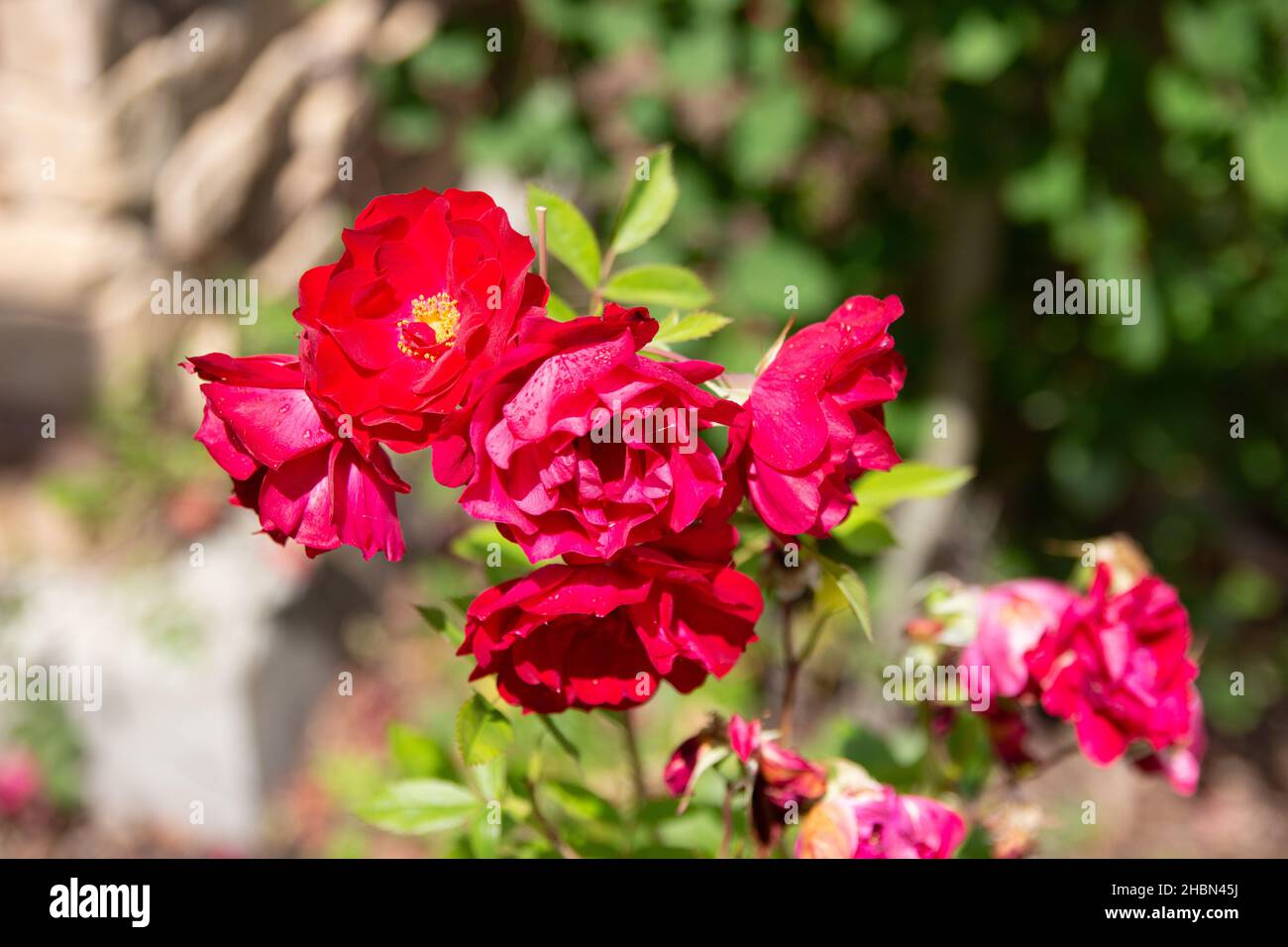 Hybrid rugosa hi-res stock photography and images - Alamy