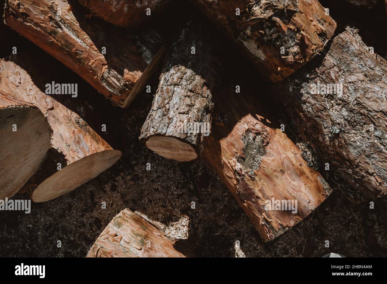 Winter fuel store with cut ends of a pile of logs Stock Photo - Alamy