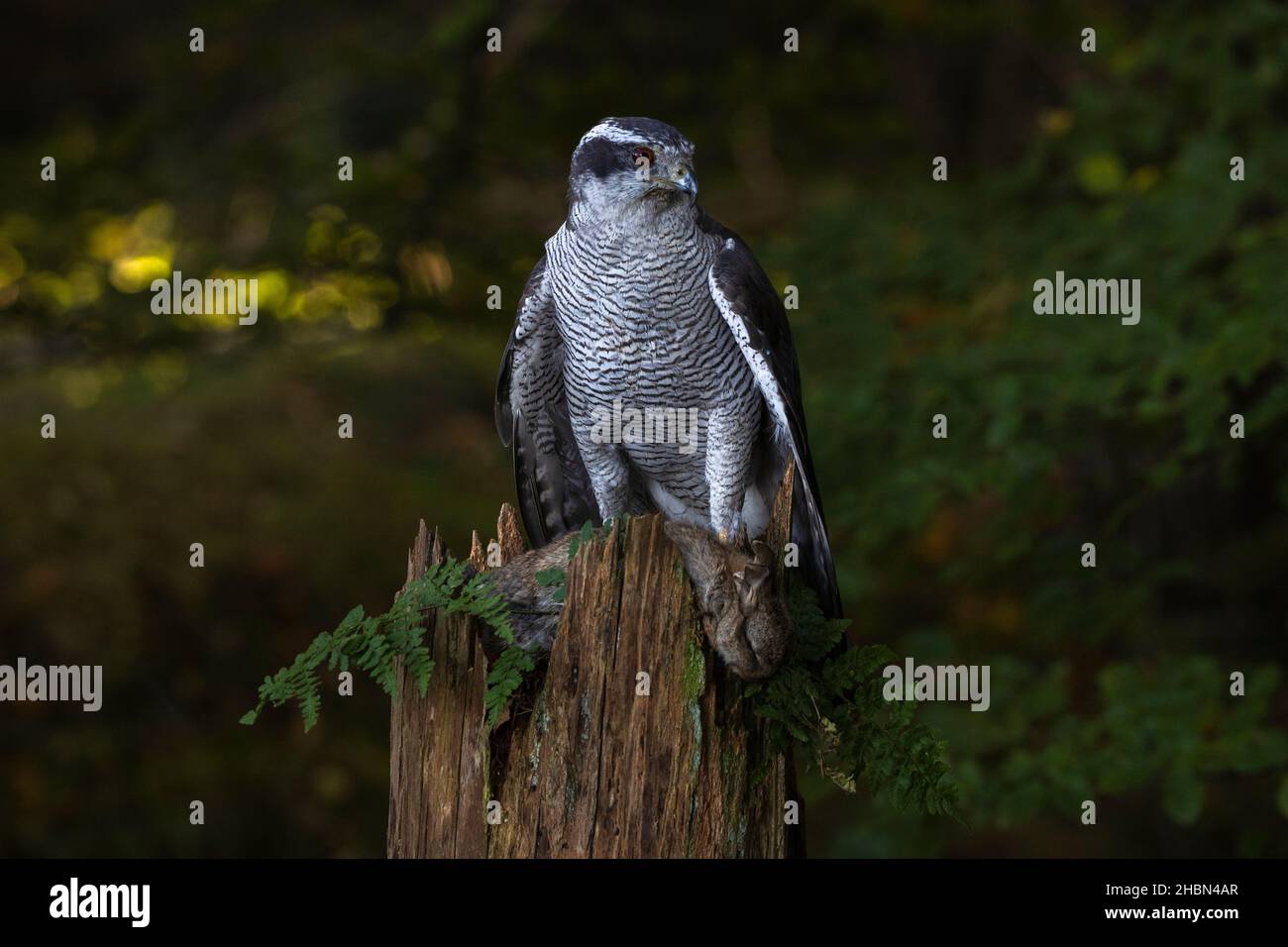 Goshawk (Accipiter gentilis) with baby rabbit prey, Controlled, Cumbria ...