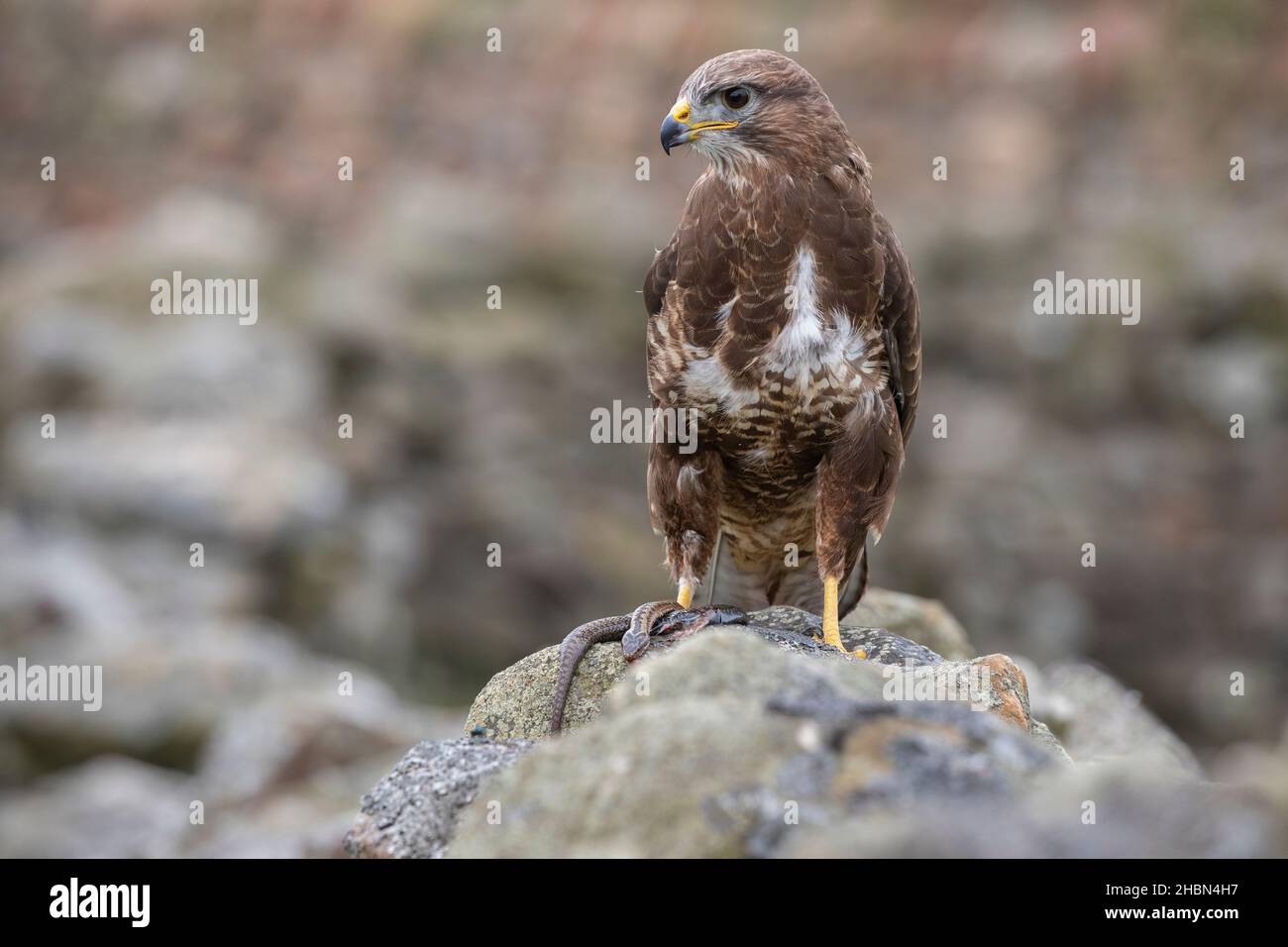 Common buzzard (Buteo buteo) with adder, Controlled, Cumbria, UK Stock ...
