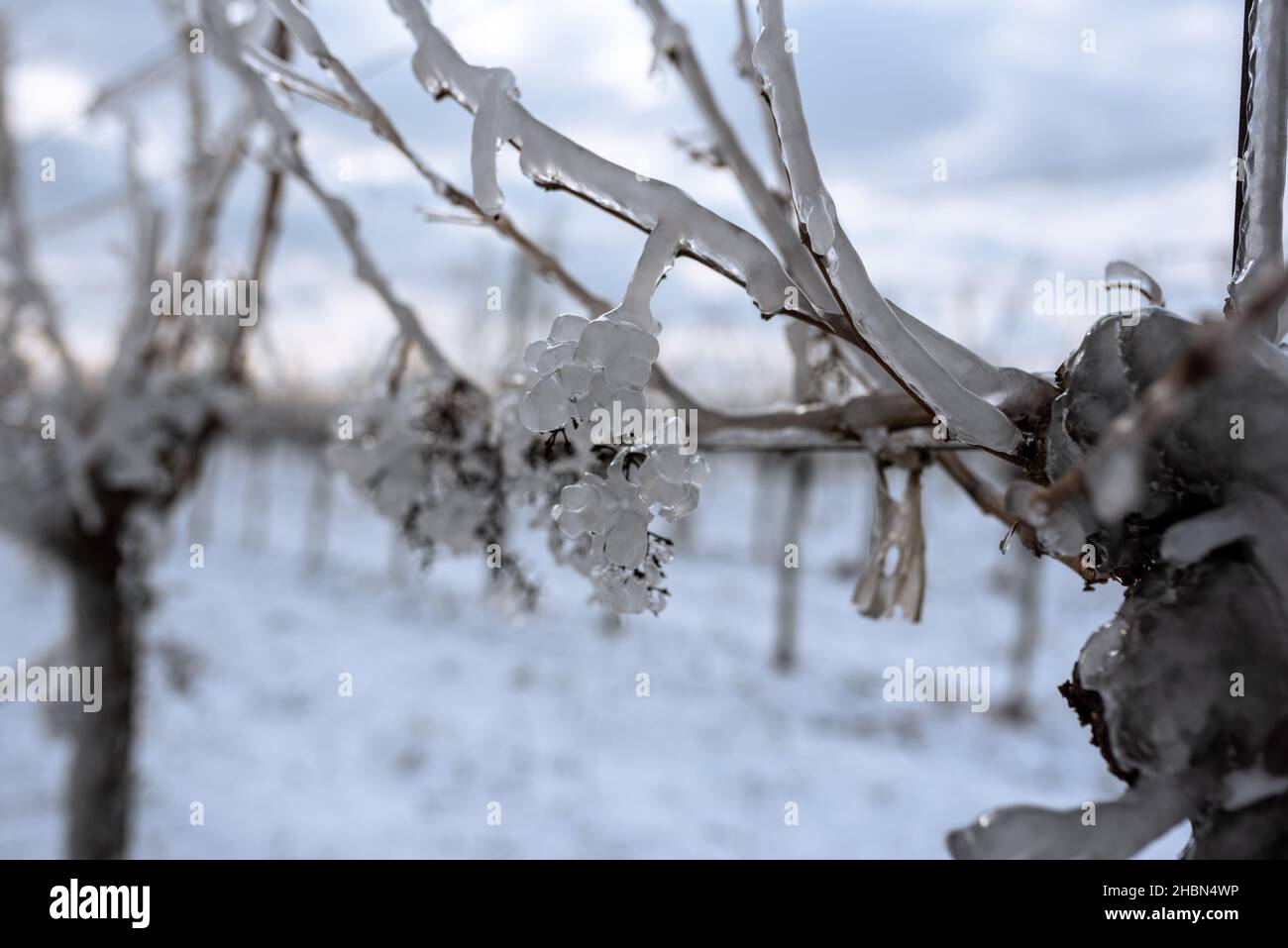 Close up of a frozen grape in sunshine. Water grape after frozen rain ...