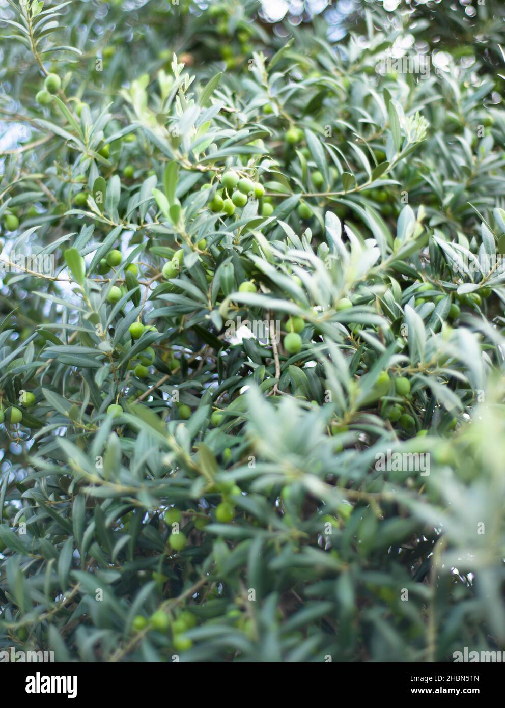 Olive branches leaves from hi-res stock photography and images - Alamy