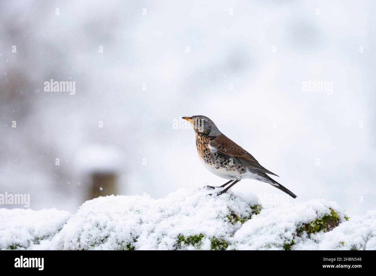 Uk bird fieldfare hi-res stock photography and images - Alamy