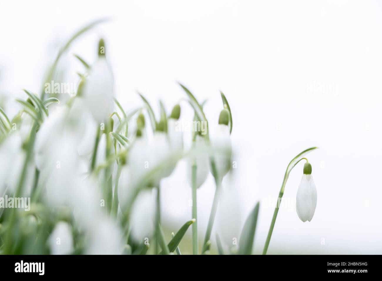 Northumberland Snowdrops High Resolution Stock Photography and Images ...