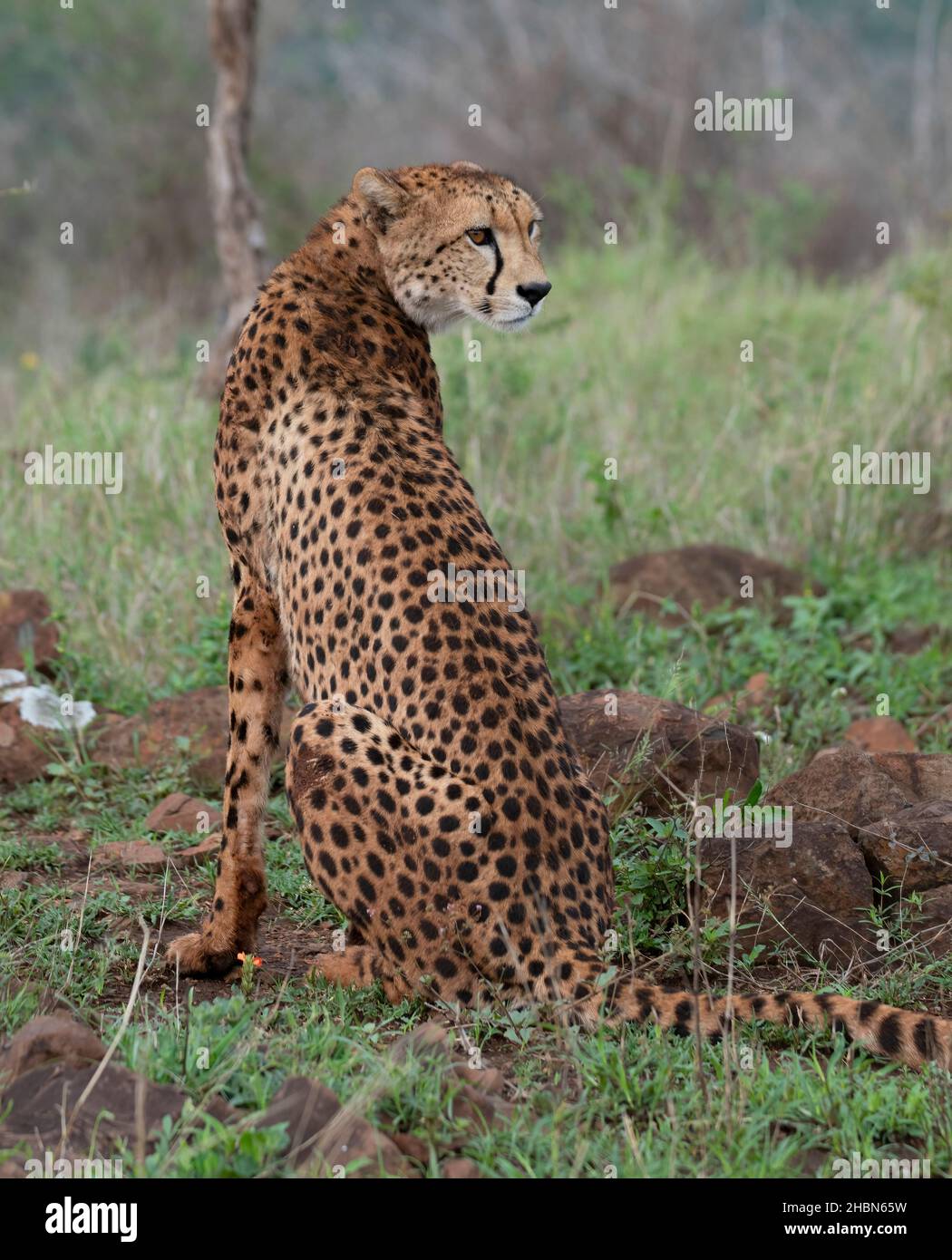 Peering over shoulder hi-res stock photography and images - Alamy
