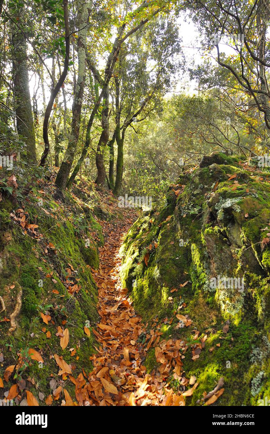 La garrotxa autumn hi-res stock photography and images - Alamy