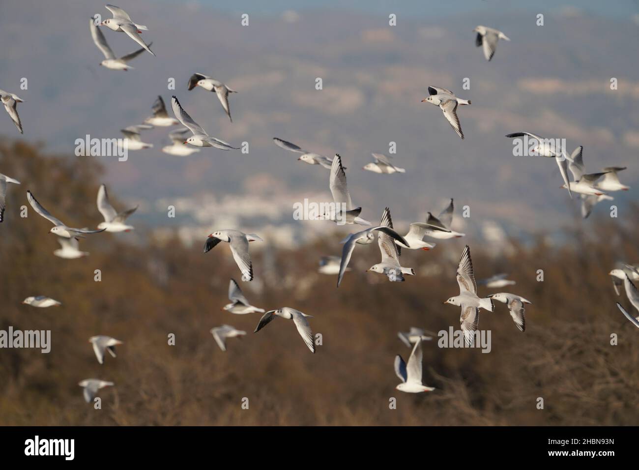 Flying gulls hi-res stock photography and images - Alamy