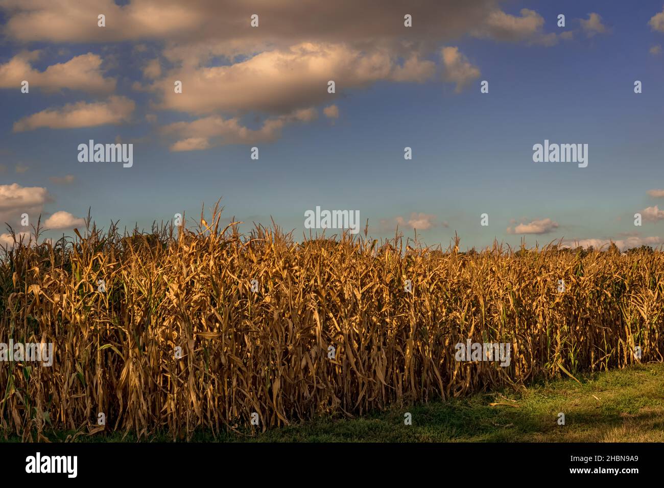 A corn field below a cloudy autumn sky Stock Photo - Alamy