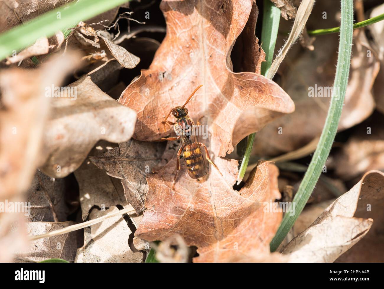 Resting Flavous Nomad Bee (Nomada flava Stock Photo - Alamy