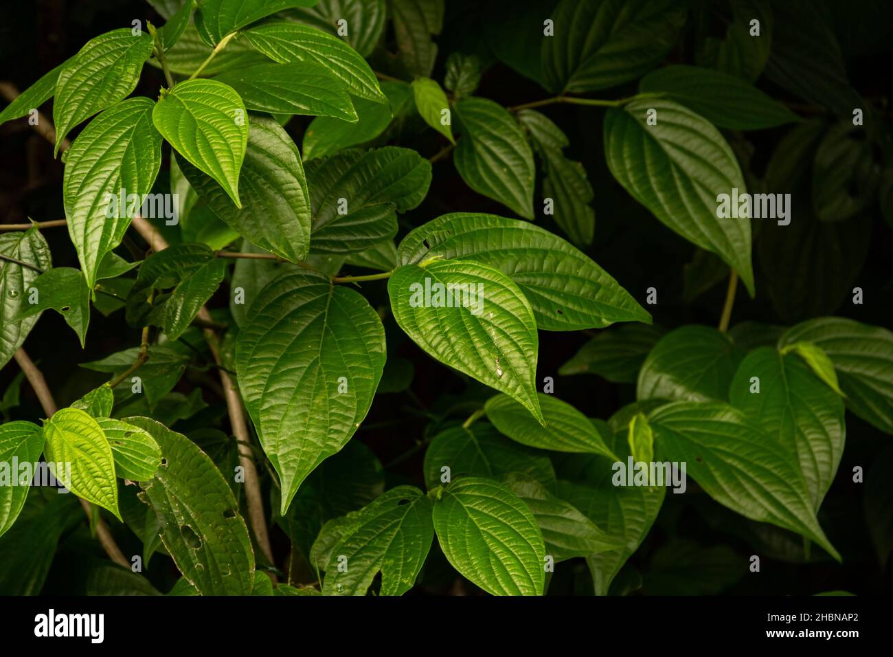 Goiânia, Goias, Brazil – December 19, 2021: Close-up on leaves of a ...