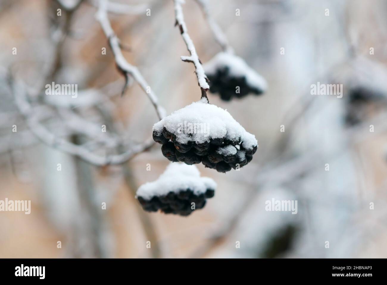 Aronia (black rowan) in winter, a branch with berries under a snow hat ...