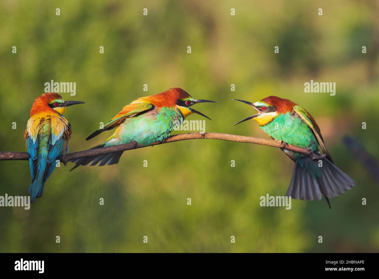 colorful birds of paradise in mating courtship Stock Photo - Alamy