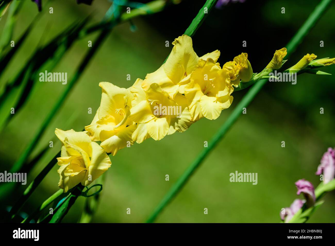 Gladiolus flowers hi-res stock photography and images - Alamy