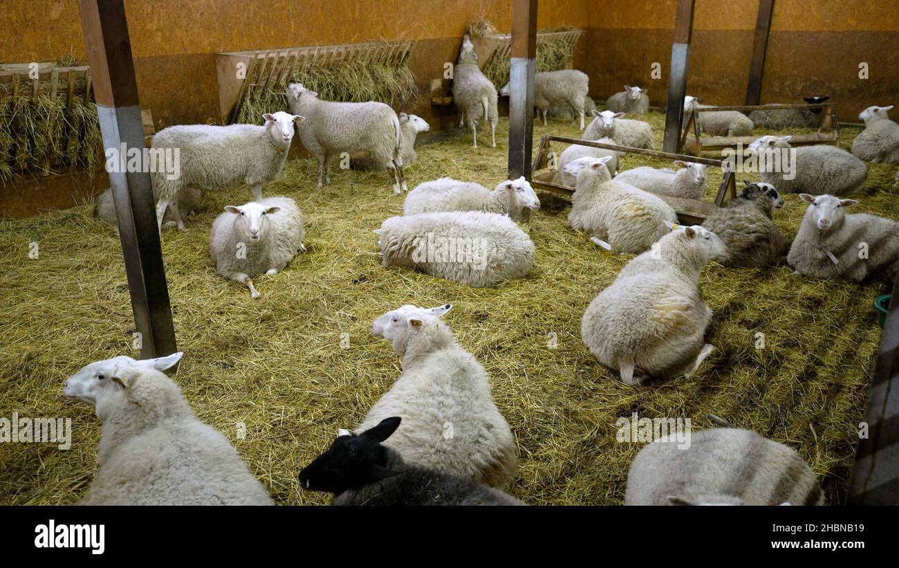 Sheep in a warm paddock on a farm. Sheep with full wool, ready for ...