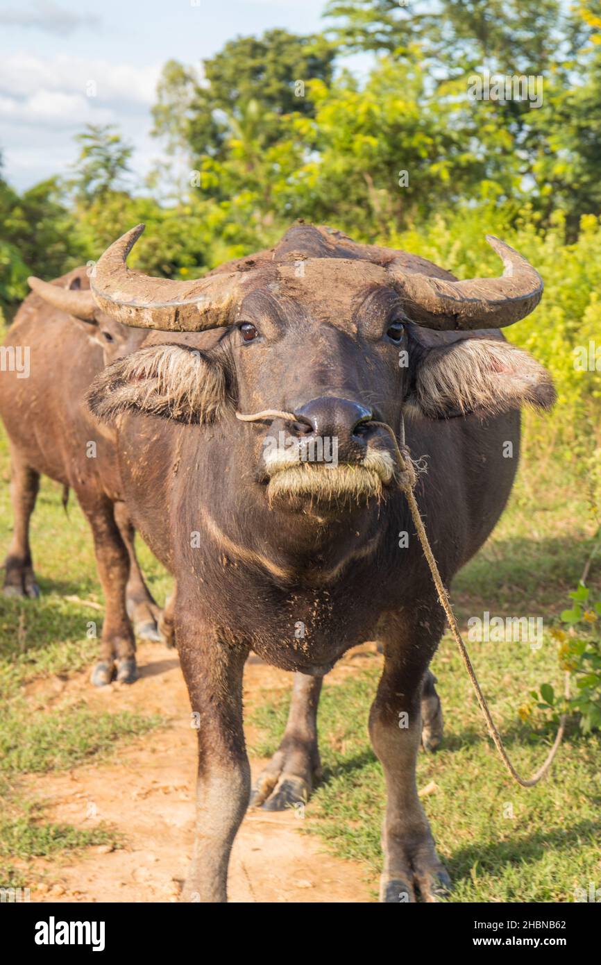 Thai water buffalo at a Rice Field in Thailand Southeast Asia Stock ...