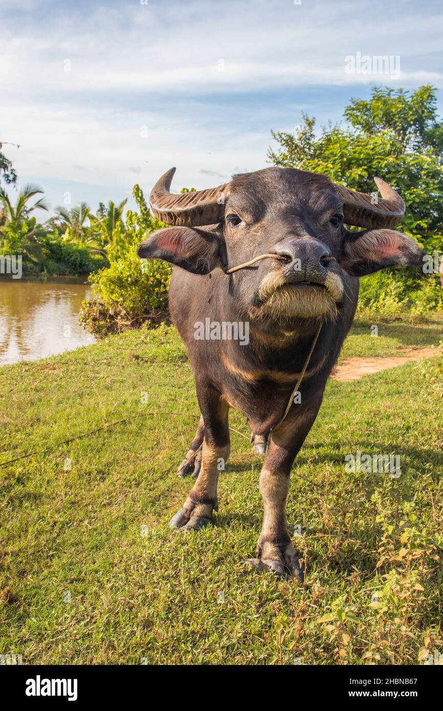 Thai water buffalo at a Rice Field in Thailand Southeast Asia Stock ...