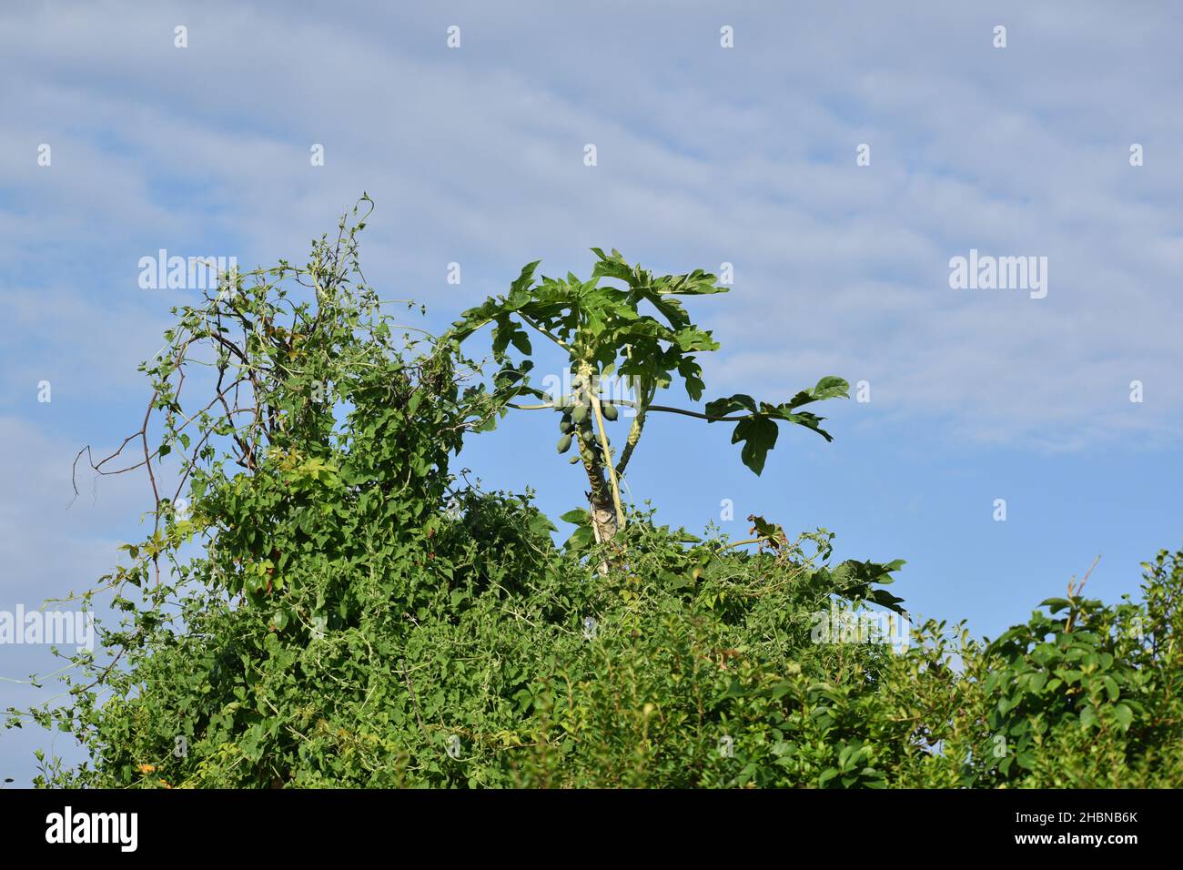 Vines around tree hi-res stock photography and images - Alamy