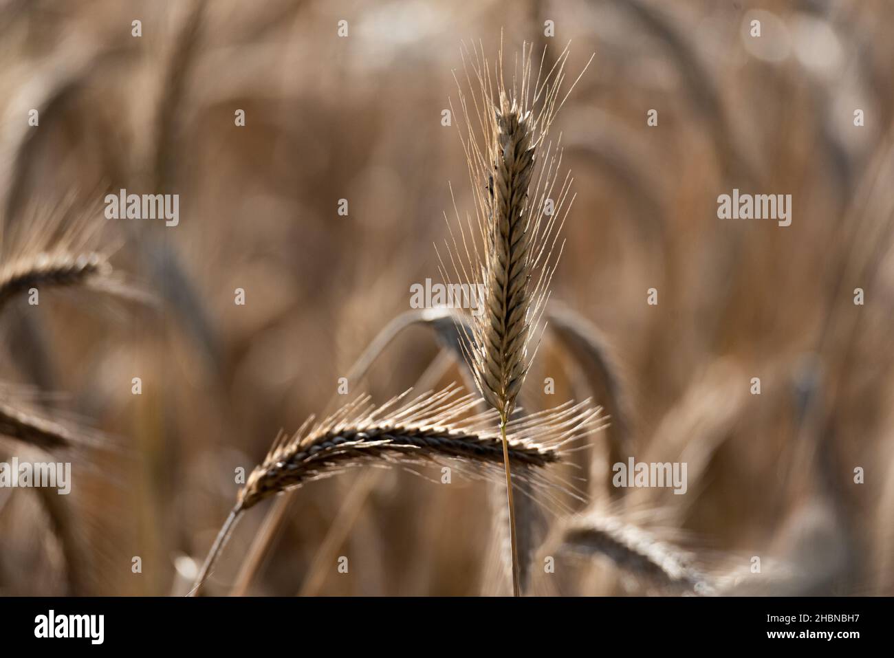 Rye ears ripening before harvest. Cereal in the field. Grains in ears ...