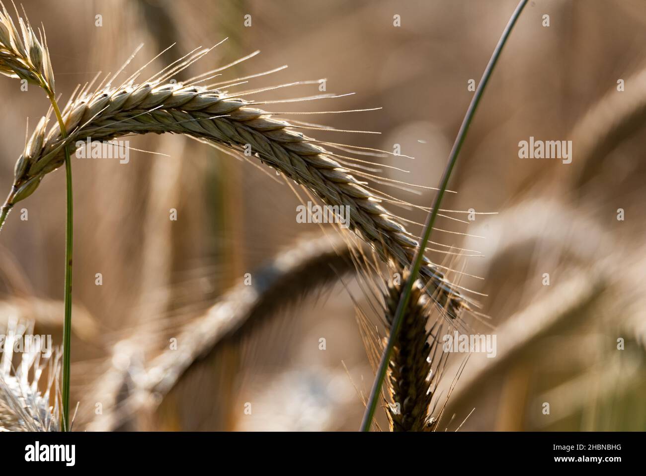 Rye ears ripening before harvest. Cereal in the field. Grains in ears ...