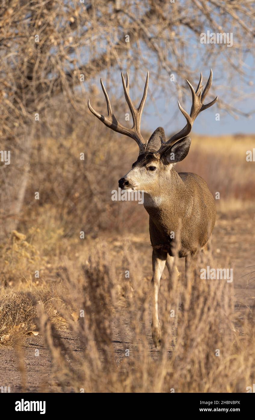 Mule Deer Buck in the Fall Rut in Colorado Stock Photo - Alamy