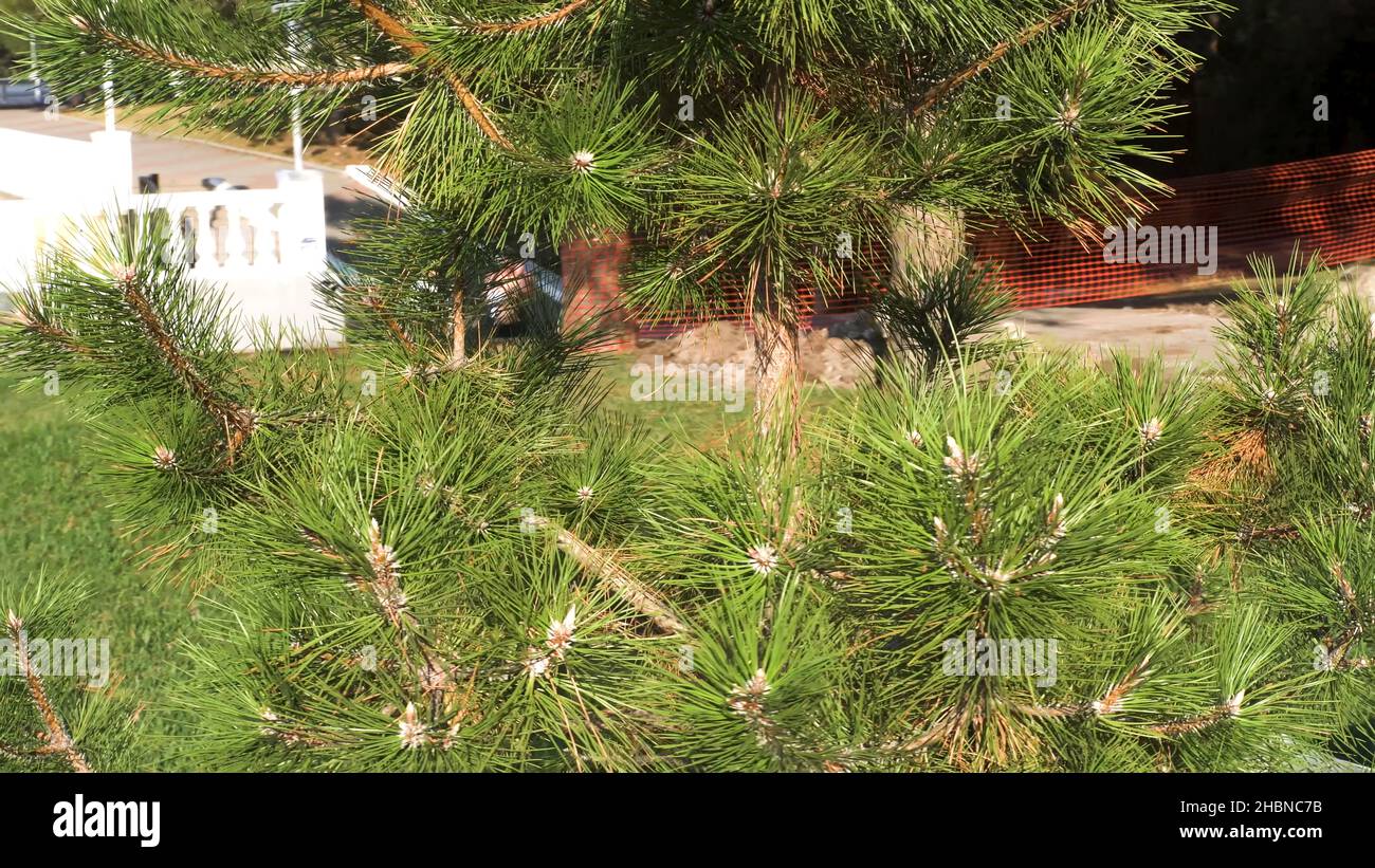 Brightly green prickly branches of a fur tree. Close up of beautiful ...