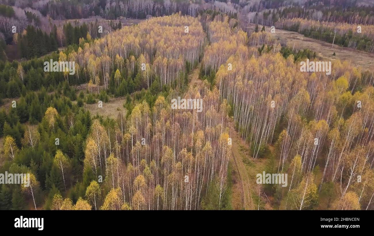 Aerial view of the fall colors in mixed forest. Flying above green coniferous trees and almost ...