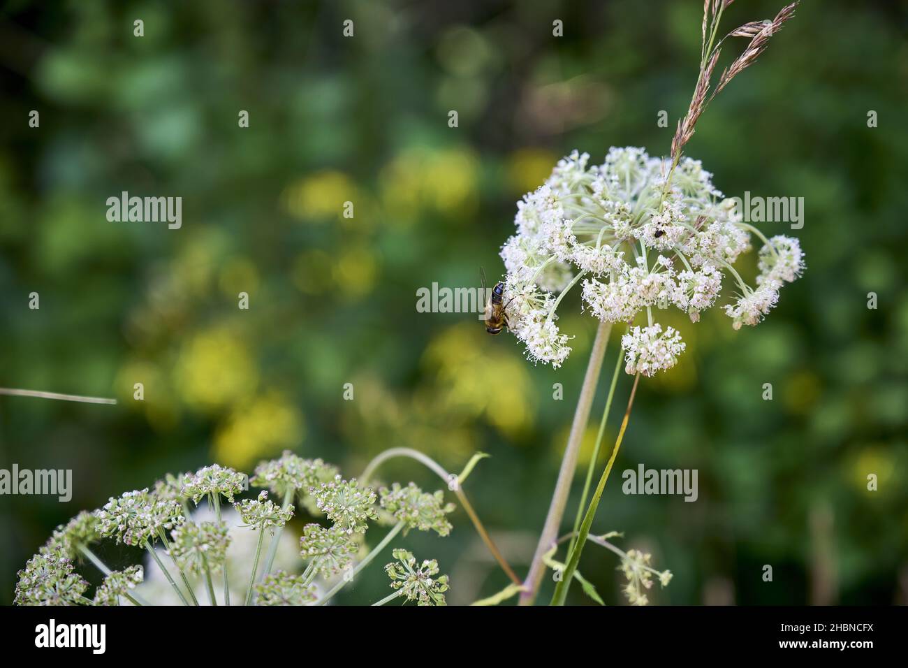 Cowbane High Resolution Stock Photography and Images - Alamy